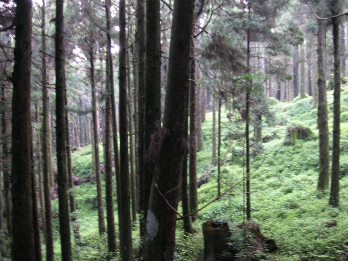 feyfey - 數位島嶼