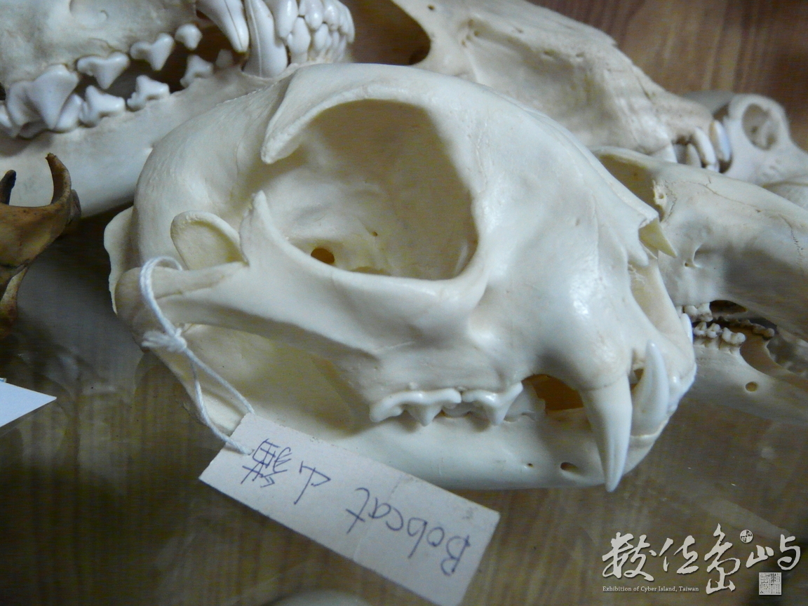 Naomi - 數位島嶼