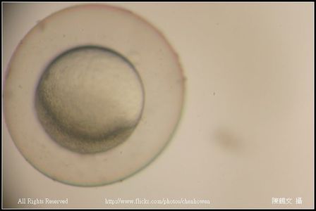 embryo 30-50% epiboly_02 - 阿鶴 - 數位島嶼