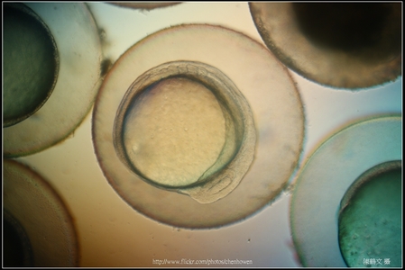 Zebrafish Embryo in pH4 media at 14 hpf _03 - 阿鶴 - 數位島嶼
