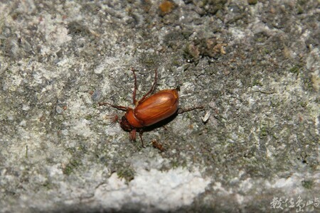 台灣樺金龜 ( Hilyotrogus formosanus ) - Patrick - 數位島嶼